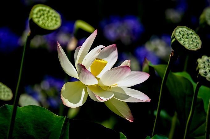 Interesting facts you didn't know about lotus flowers | Floral N5