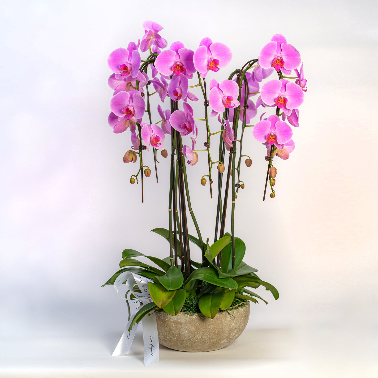 Flowers in a Pot, Potted Flower Delivery in Studio City, Los Angeles ...